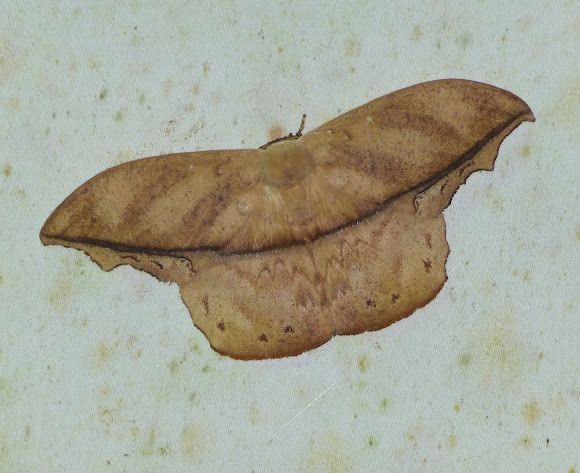 Saturniid Moth | Project Noah