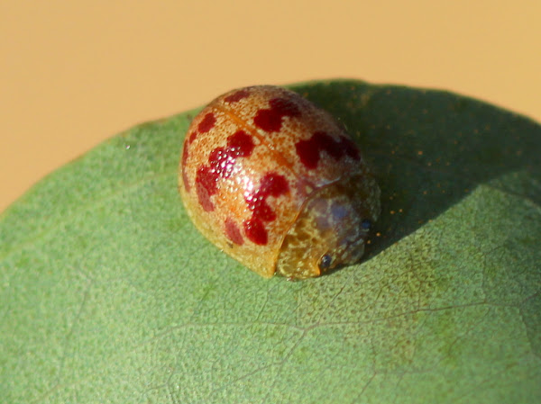 Tortiose leaf beetle | Project Noah