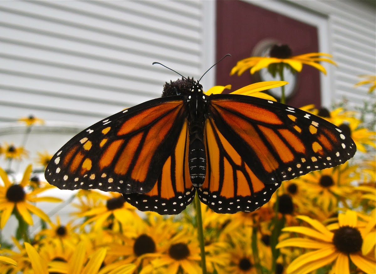 Monarch Butterfly | Project Noah