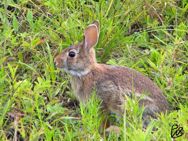 Eastern Cottontail | Project Noah