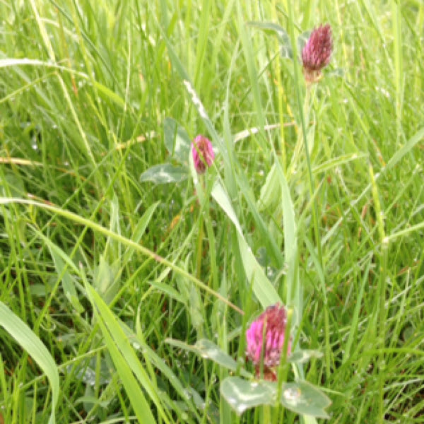 Red clover | Project Noah