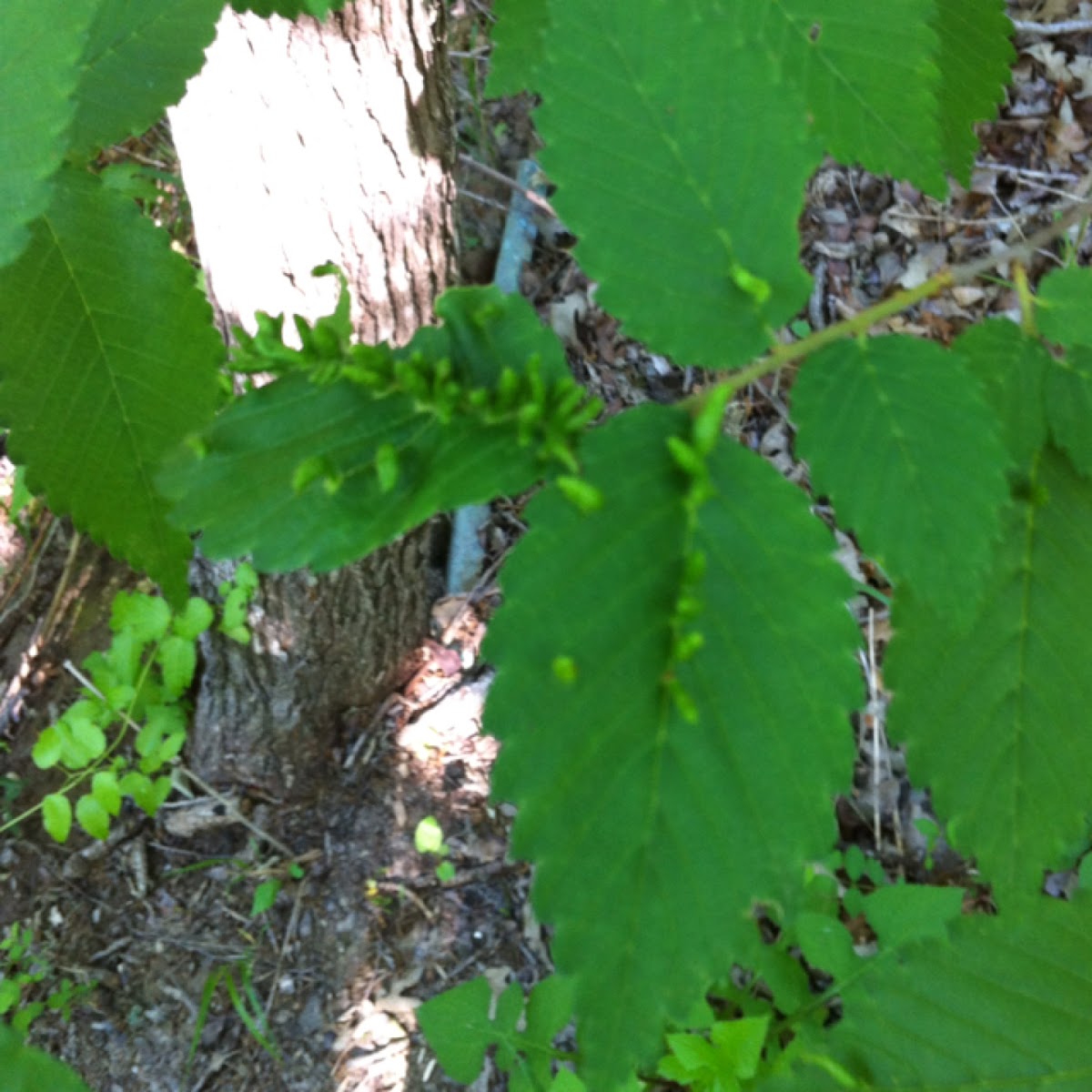 Elm finger gall | Project Noah