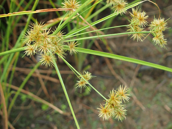 Swamp mariscus | Project Noah