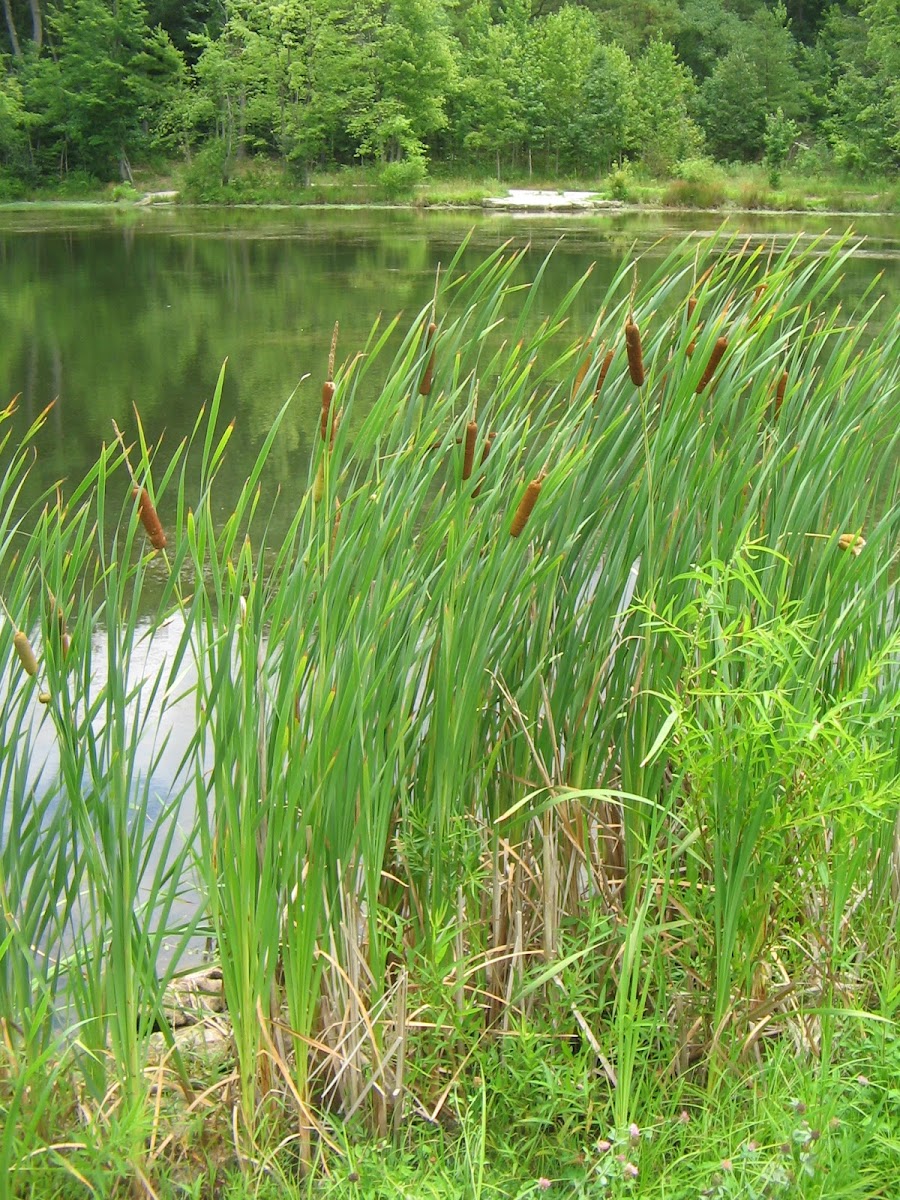 Cat-tails | Project Noah