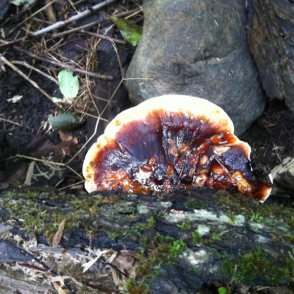 Red Banded Polypore | Project Noah