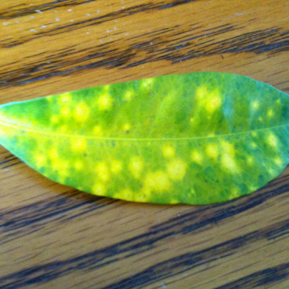 Spotting | Project Noah