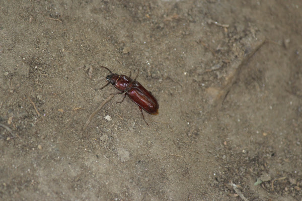 Pole Borer | Project Noah