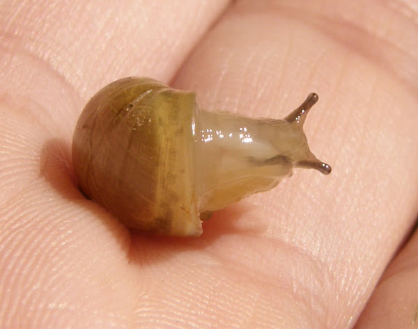 Succinea putris | Project Noah