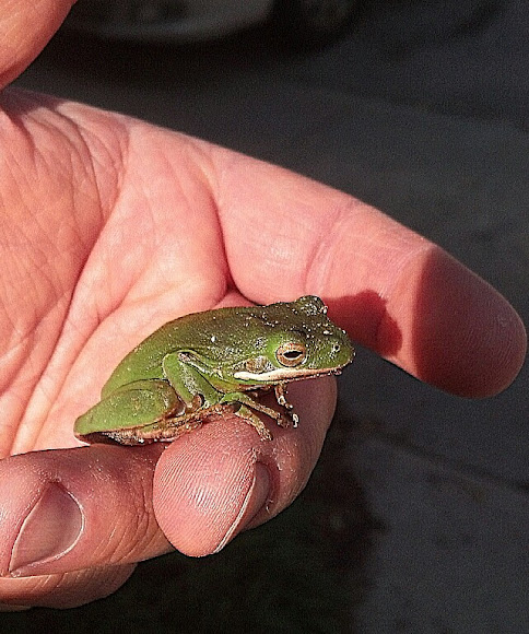 Squirrel tree frog | Project Noah