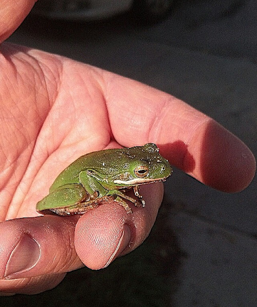 Squirrel tree frog | Project Noah