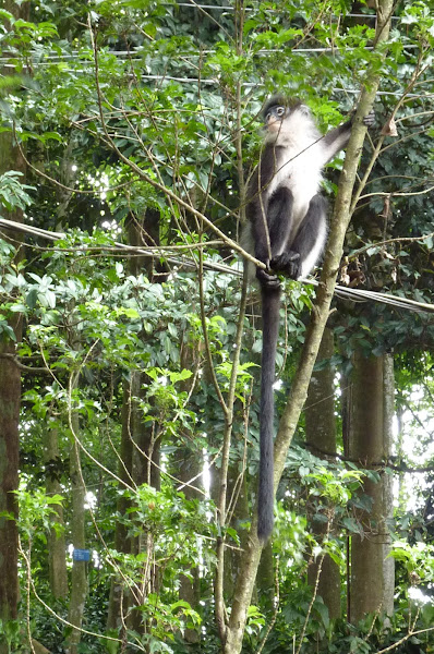 Javan Surili | Project Noah