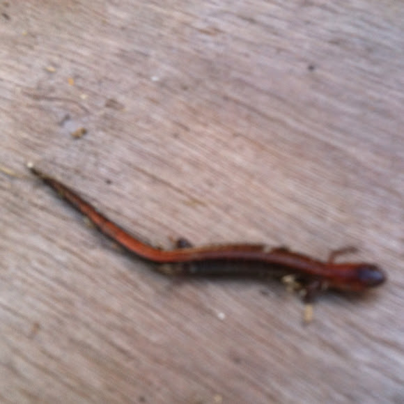Northern Redback Salamander | Project Noah