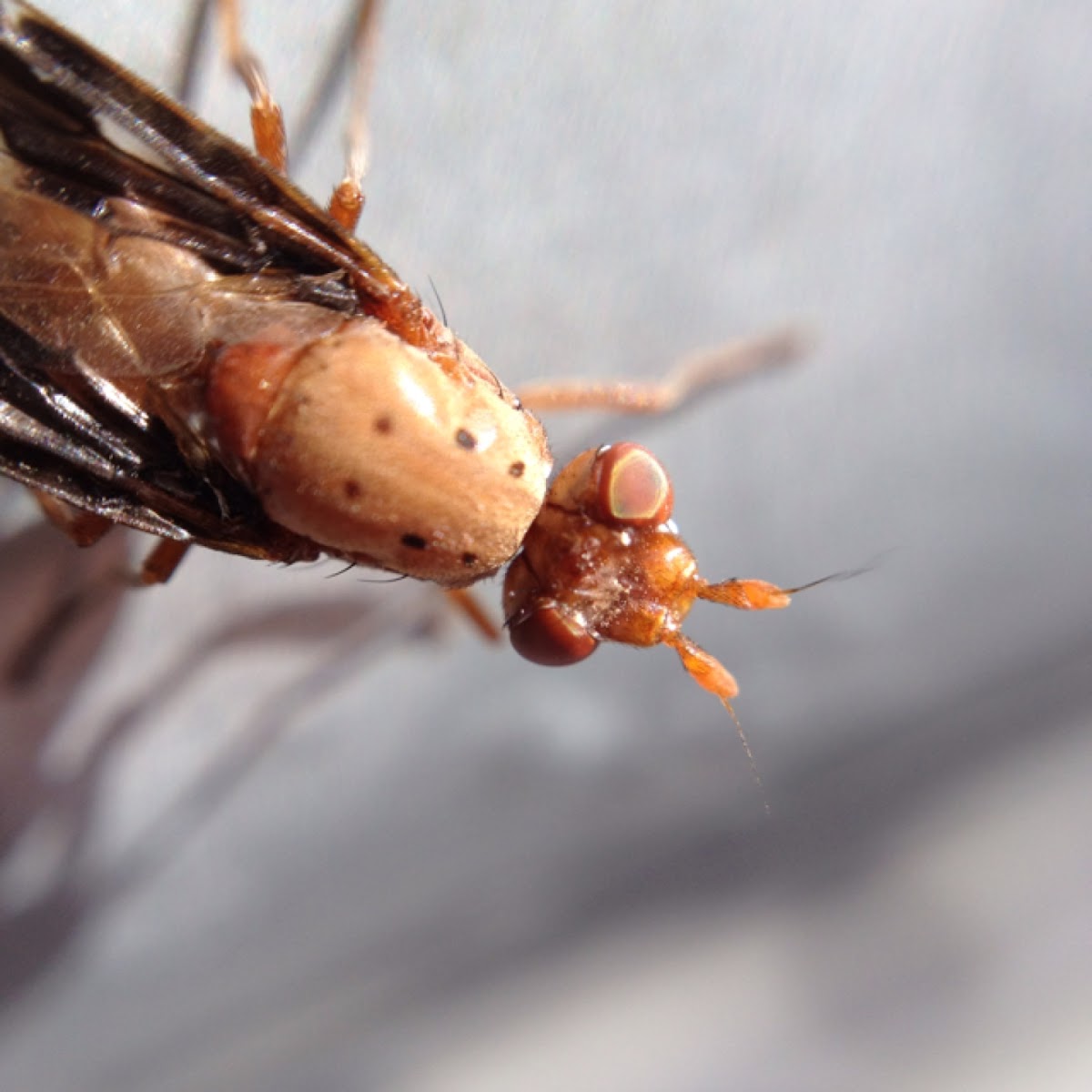 Spotting | Project Noah