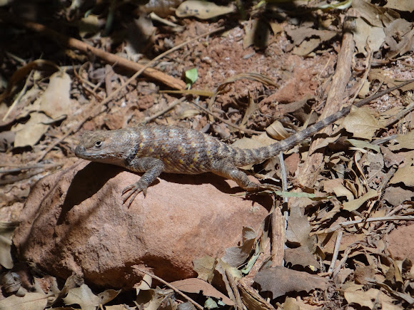 Yellow-backed spiny lizard | Project Noah