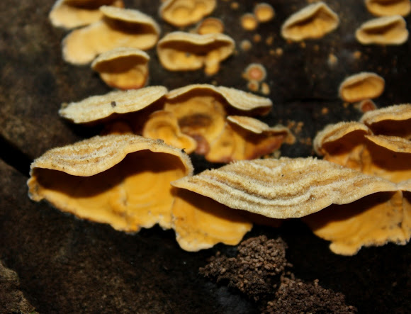 Trametes pubescens | Project Noah