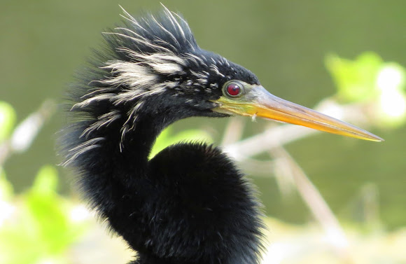 Snake Bird | Project Noah