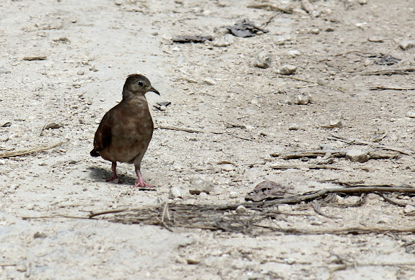 Ground Dove | Project Noah