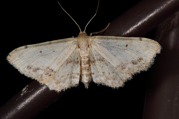 Single-Dotted Wave | Project Noah