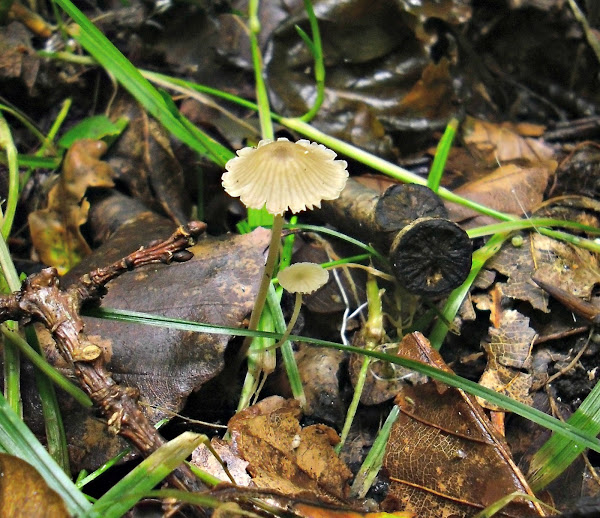 Snapping Bonnet/Papilmycena | Project Noah