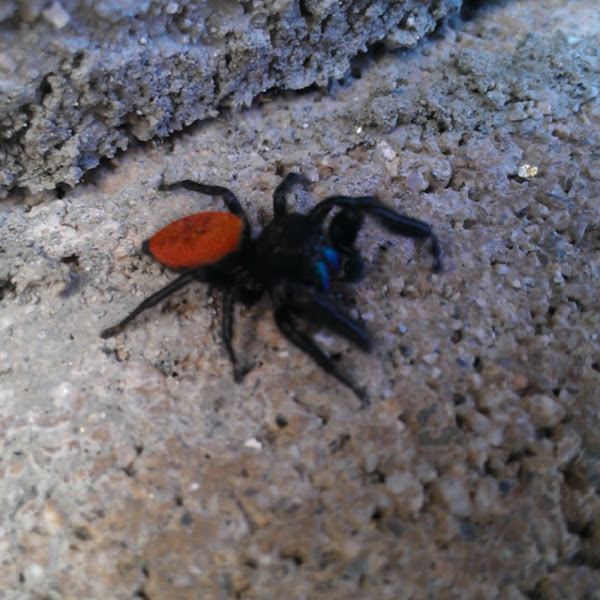 Red Back Jumping Spider | Project Noah