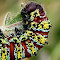 Pine tree emperor moth larva | Project Noah