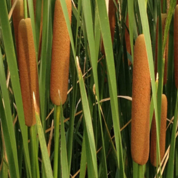 Cattails or Bulrush | Project Noah