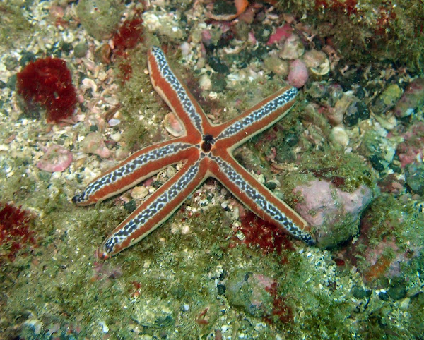 Tan Sea Star | Project Noah
