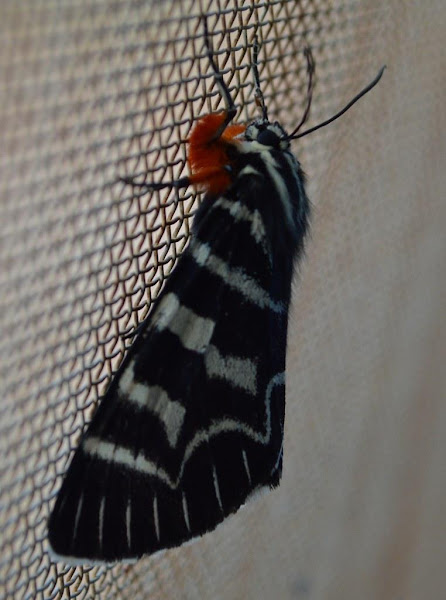 Mistletoe Moth | Project Noah