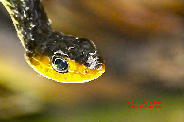 Yellow-bellied or olive whip snake | Project Noah