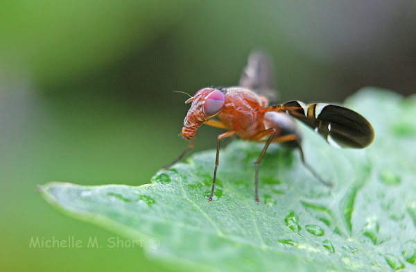 Picture Wing Fly - Delphinia picta | Project Noah
