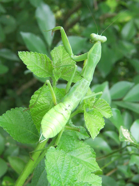 Giant Asian Mantis | Project Noah