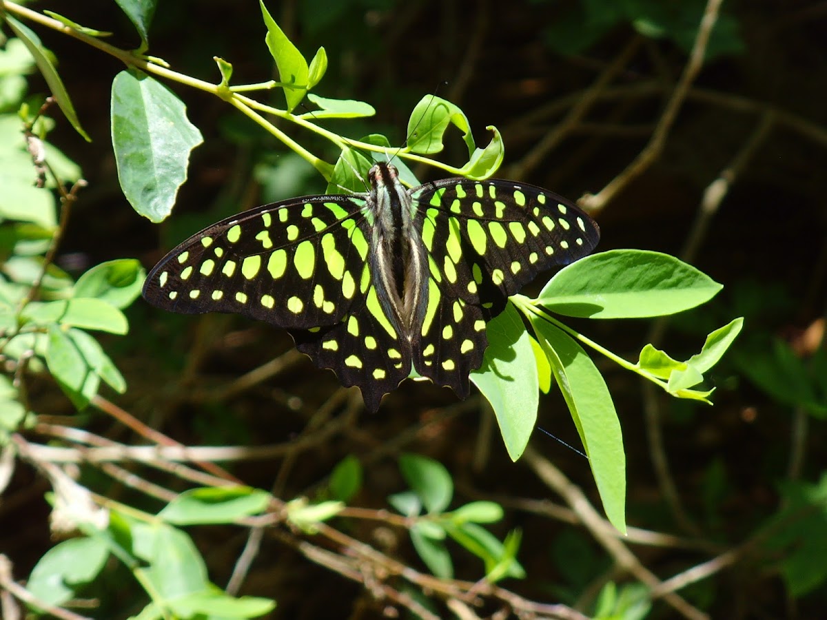 Tailed Jay | Project Noah