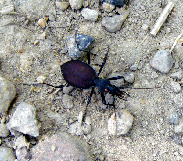 Snail-eating Beetle | Project Noah