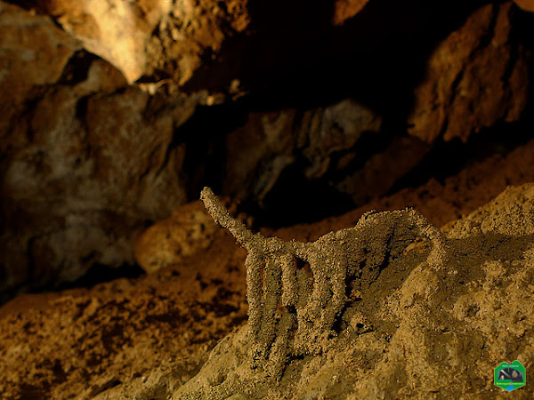 Cave insect tunnels | Project Noah