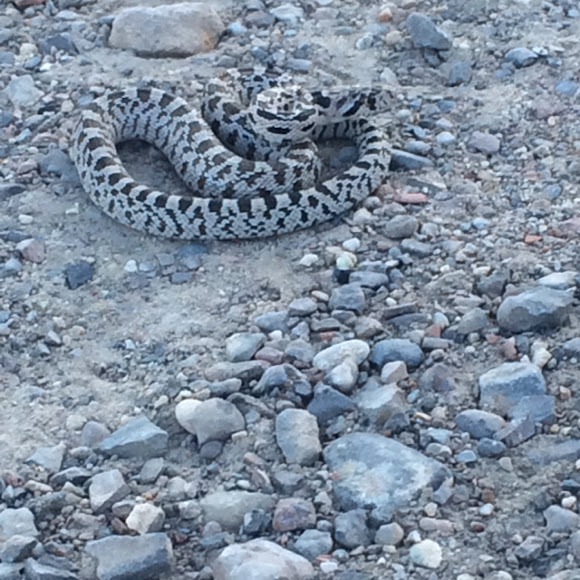 Great Basin gopher snake | Project Noah