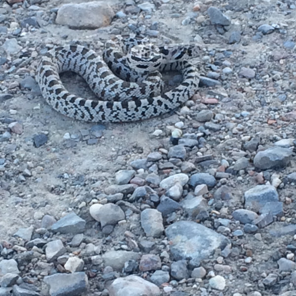 Great Basin gopher snake | Project Noah