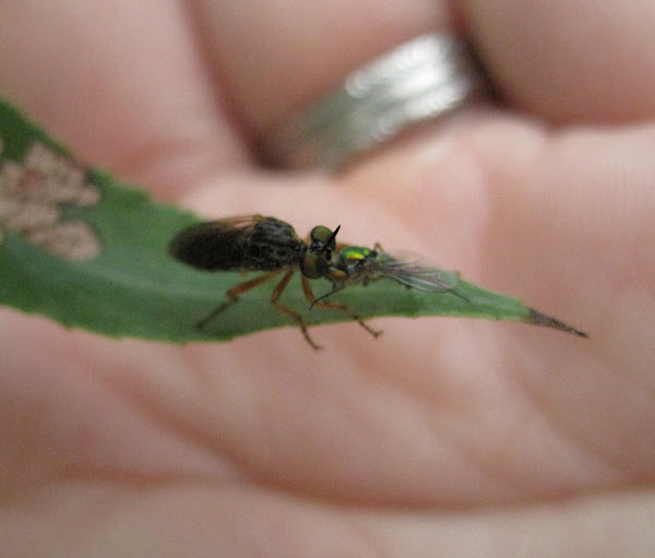 Robber Fly | Project Noah