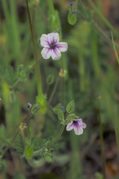 broad leaf filaree | Project Noah