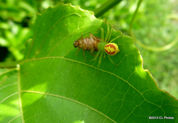 Pink Flower Spider | Project Noah