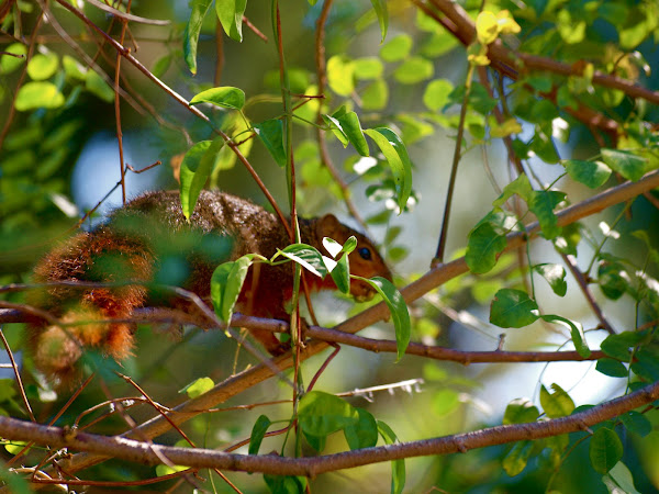 Red Bush Squirrel | Project Noah