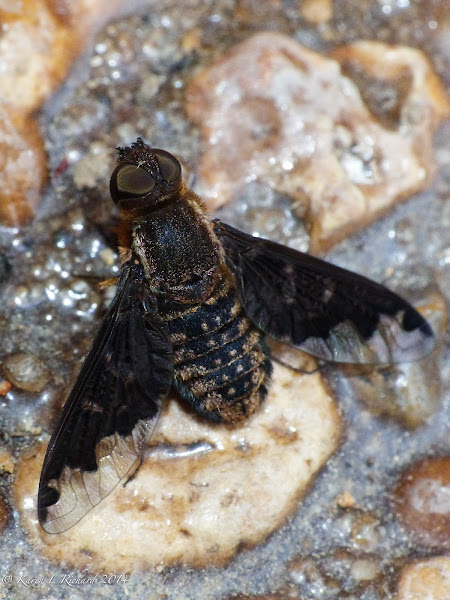 Sinuous bee fly | Project Noah