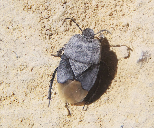 Gray bug. Chinche gris | Project Noah
