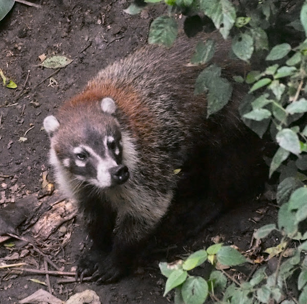Coati | Project Noah