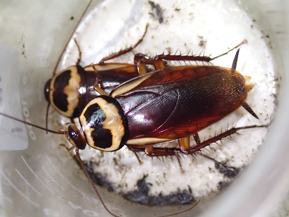 Australian Cockroach | Project Noah