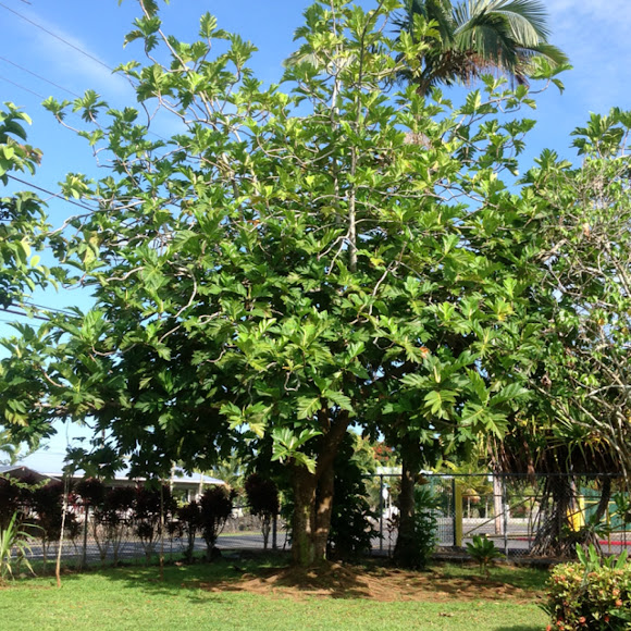 Ulu tree | Project Noah