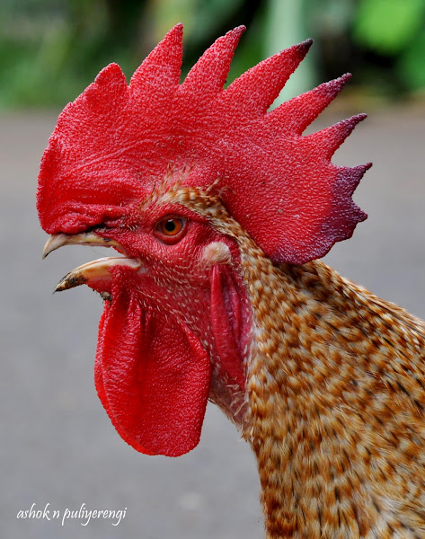 Rooster | Project Noah