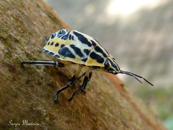 Predatory stink bug nymph | Project Noah