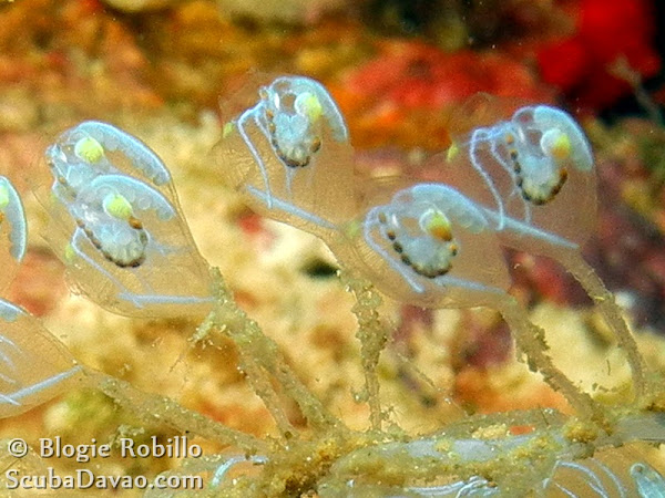 Blue Bell Sea Squirt | Project Noah