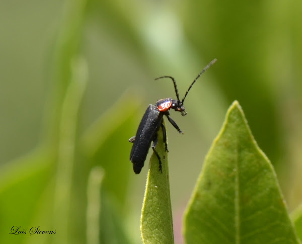 Black Firefly | Project Noah