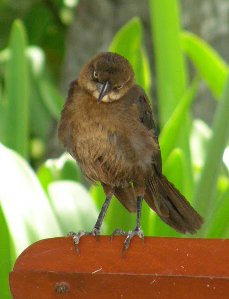Great-tailed grackle fledgling | Project Noah